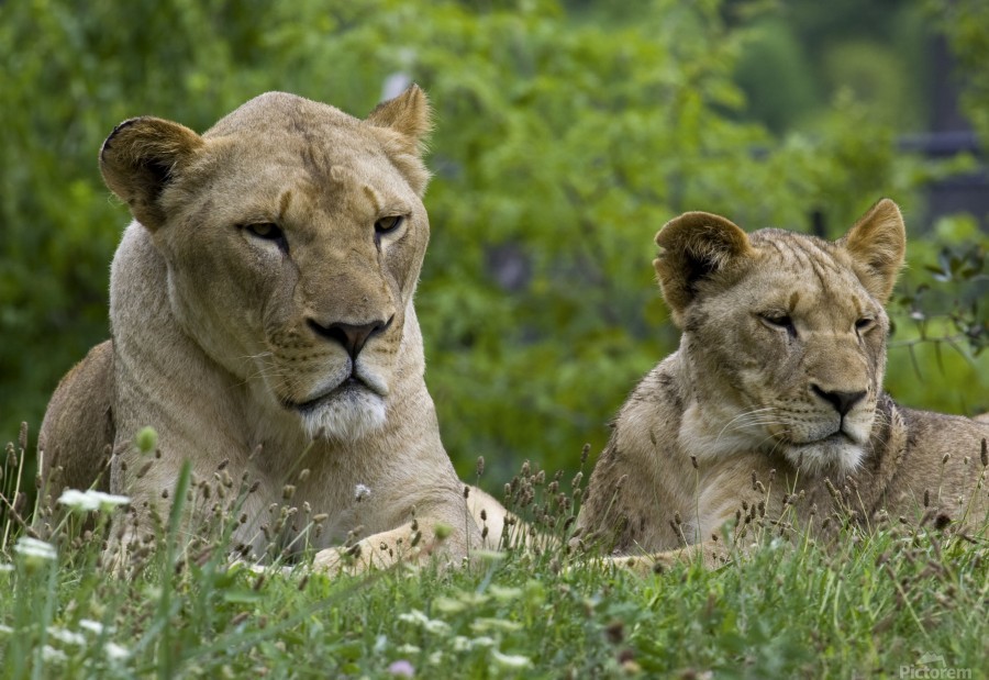 Two Lions by Eliot Scher Wall Art